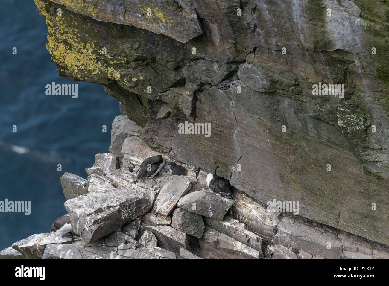 Common murre at Cape St. Mary's Ecological Reserve, nesting on rocks on ...