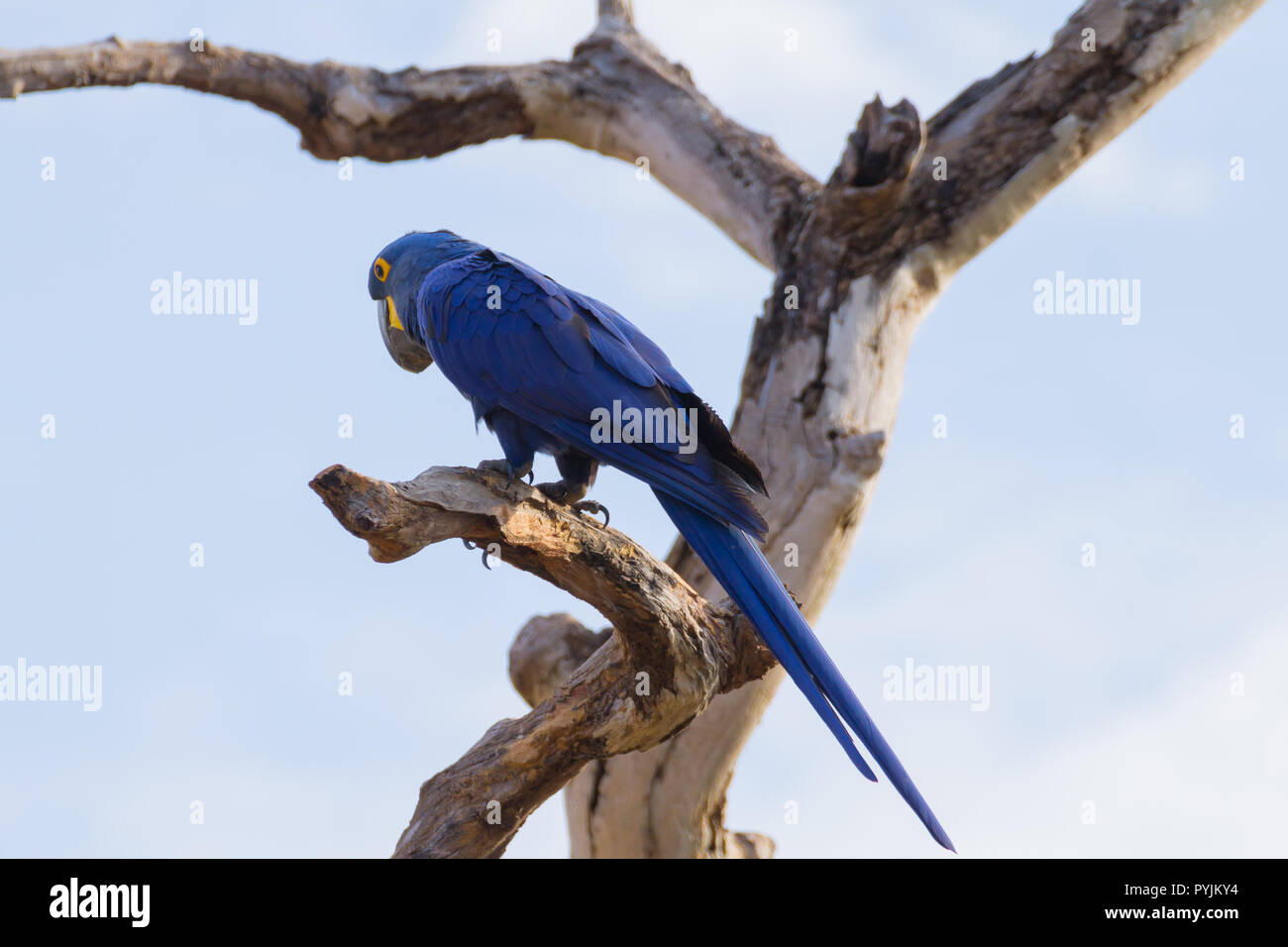Hyacinth macaw close up from Pantanal, Brazil. Brazilian wildlife ...