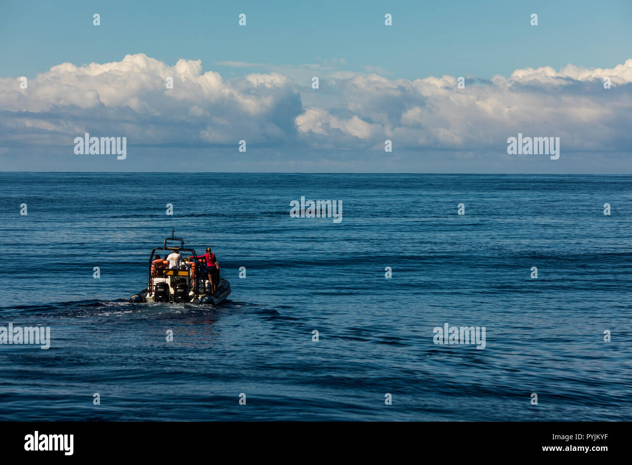 Sperm whale azores boat hi-res stock photography and images - Alamy