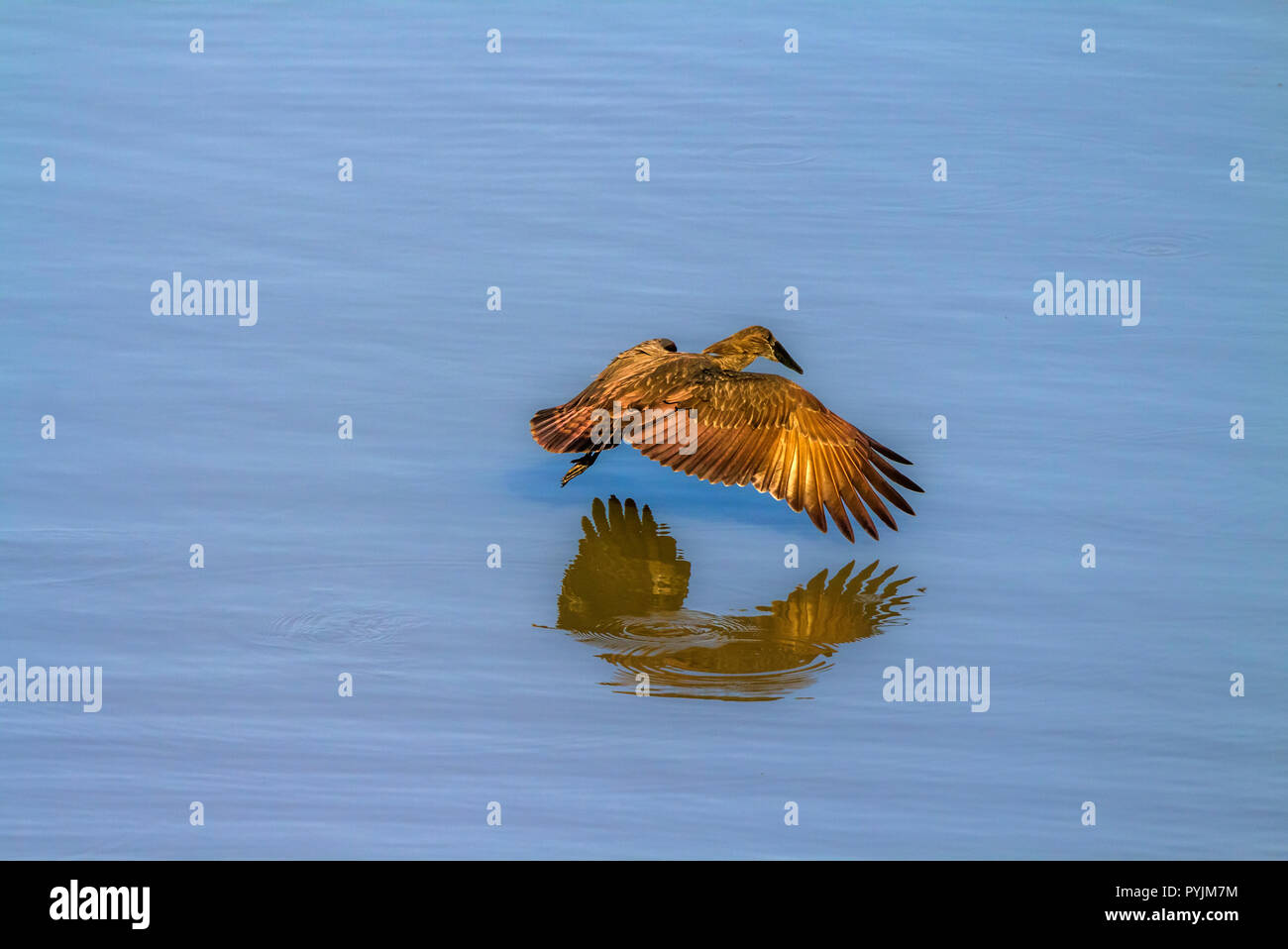 Hamerkop in Kruger National park, South Africa ; Specie Scopus umbretta ...
