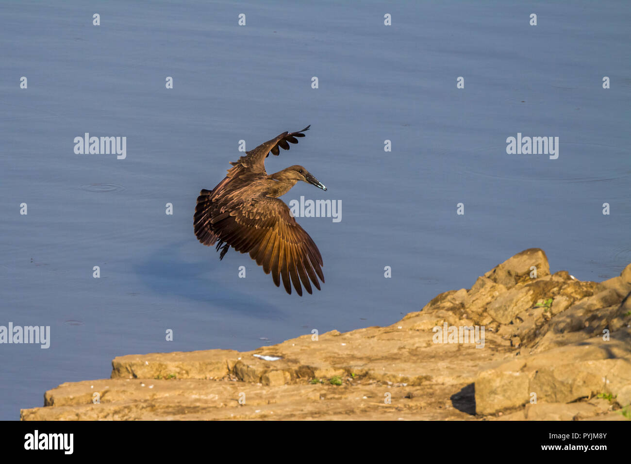 Hamerkop in Kruger National park, South Africa ; Specie Scopus umbretta ...