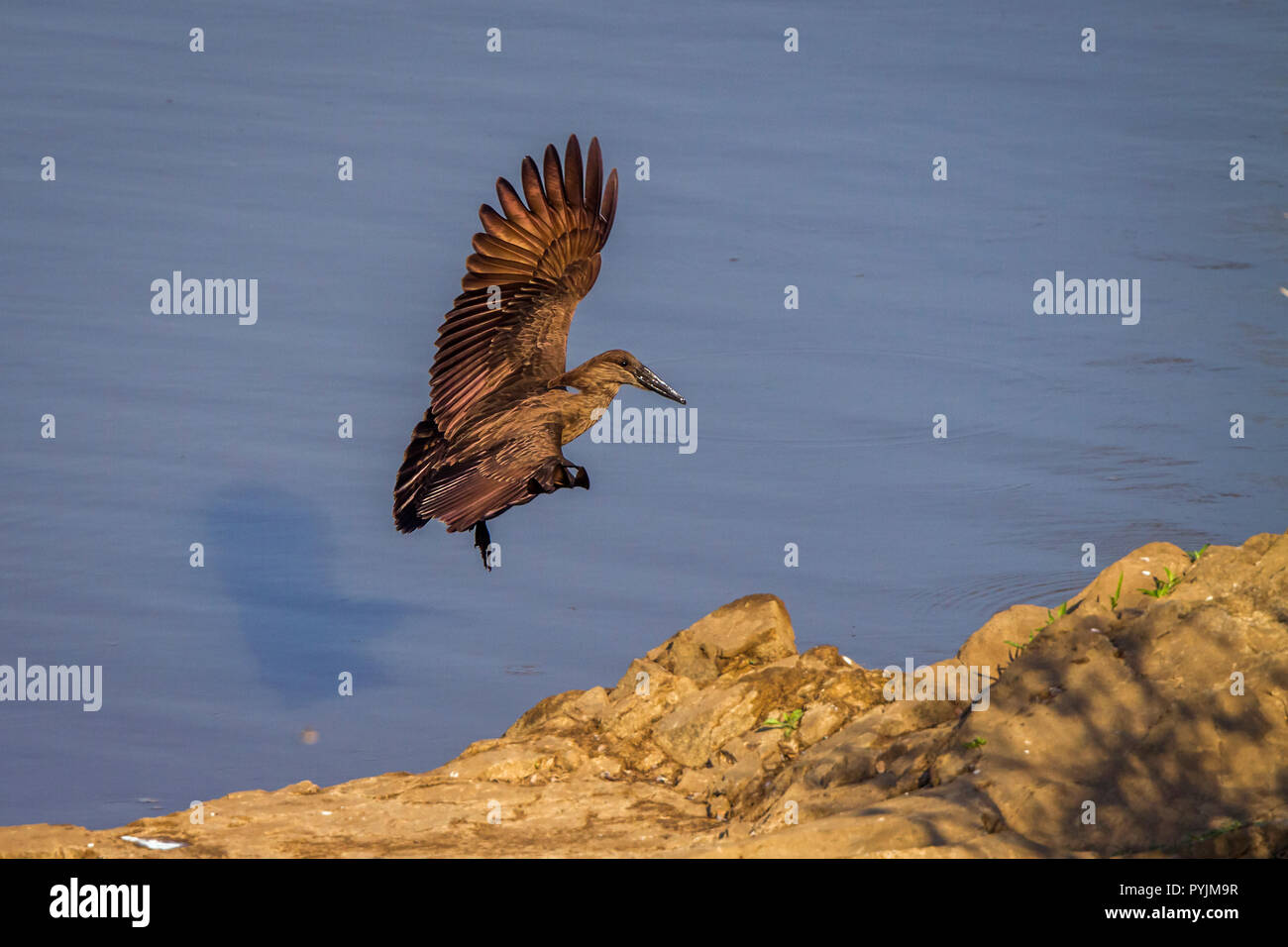 Hamerkop in flight hi-res stock photography and images - Alamy