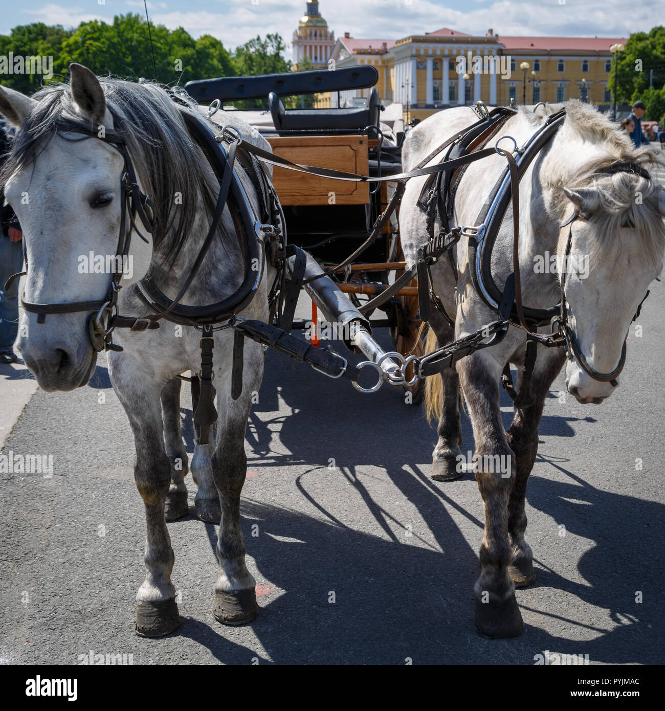 Russian carriage museum horse hi-res stock photography and images - Alamy