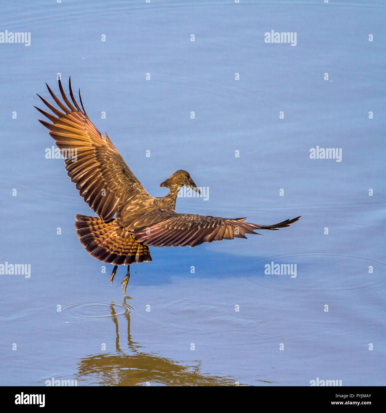 Hamerkop in Kruger National park, South Africa ; Specie Scopus umbretta ...