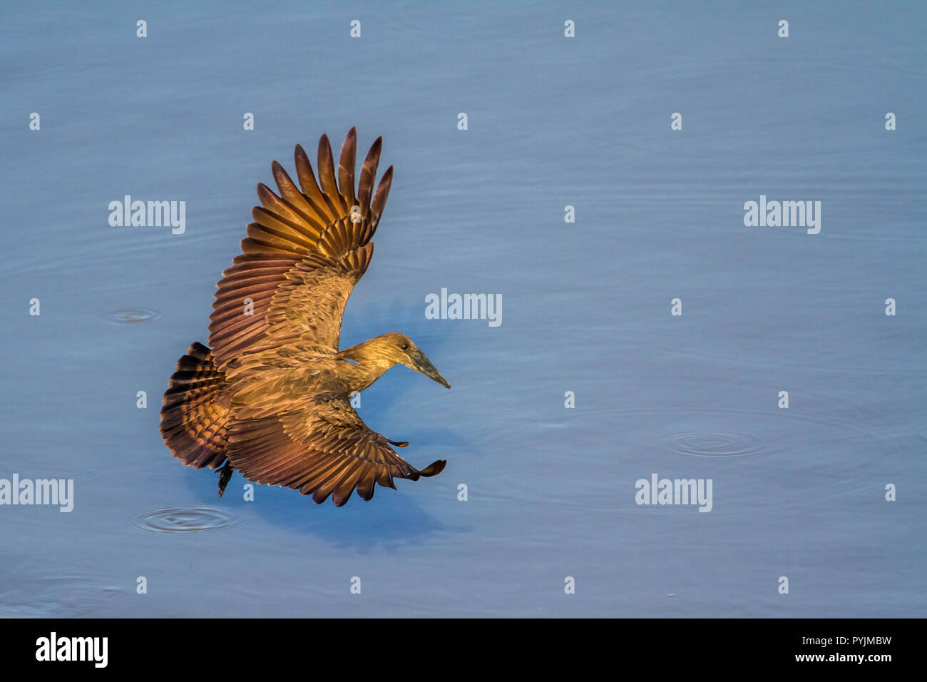 Hamerkop in Kruger National park, South Africa ; Specie Scopus umbretta ...