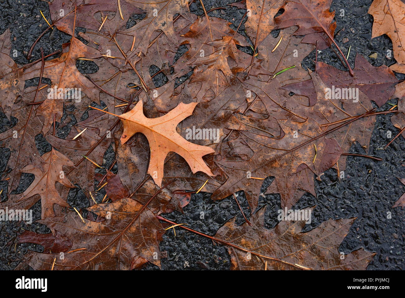 Fallen leaves on asphalt Stock Photo - Alamy