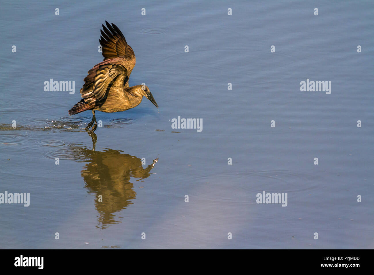 Hamerkop in Kruger National park, South Africa ; Specie Scopus umbretta ...