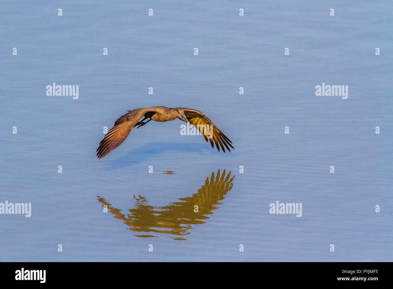 Hamerkop in Kruger National park, South Africa ; Specie Scopus umbretta ...
