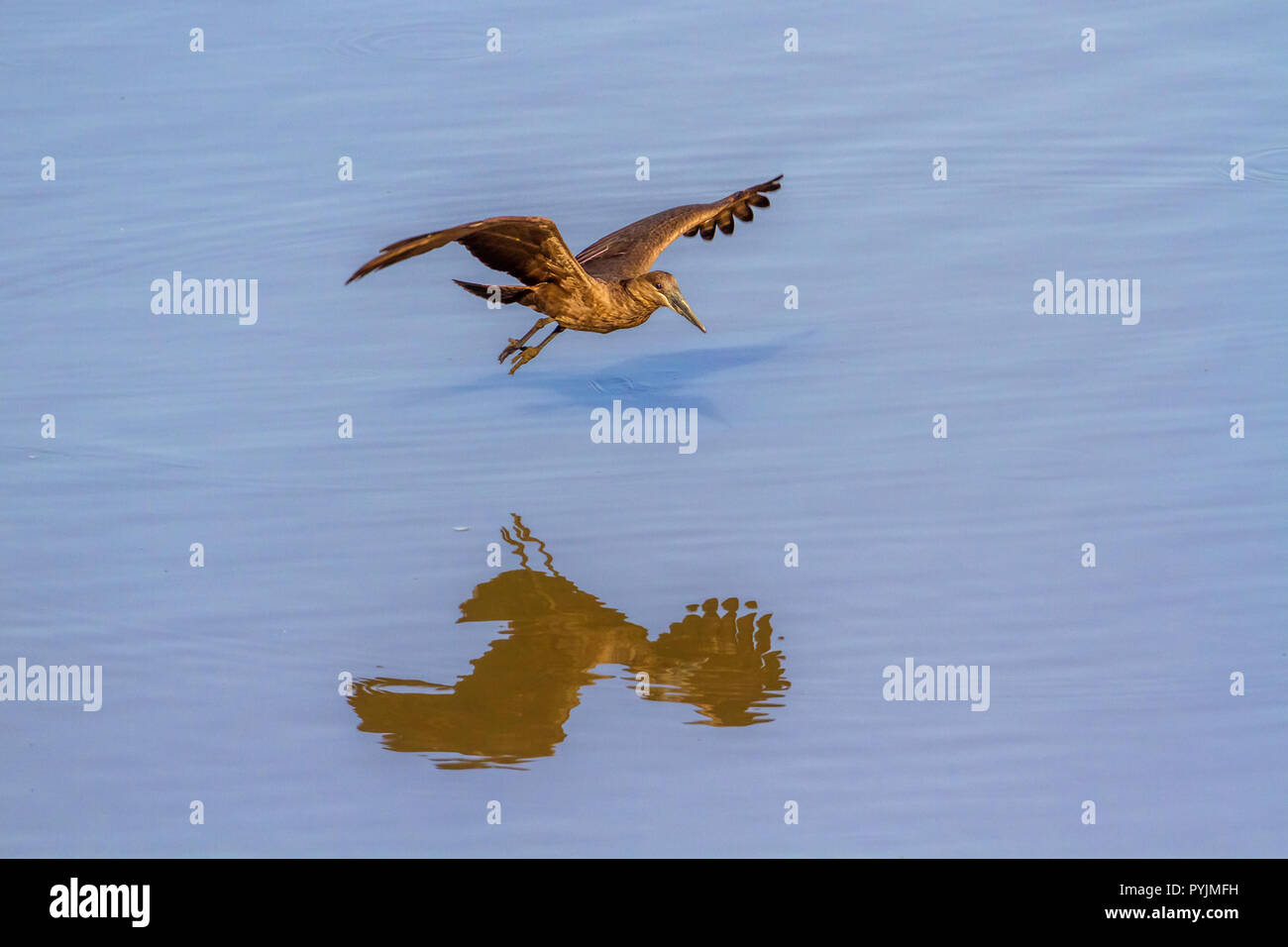 Hamerkop in Kruger National park, South Africa ; Specie Scopus umbretta ...