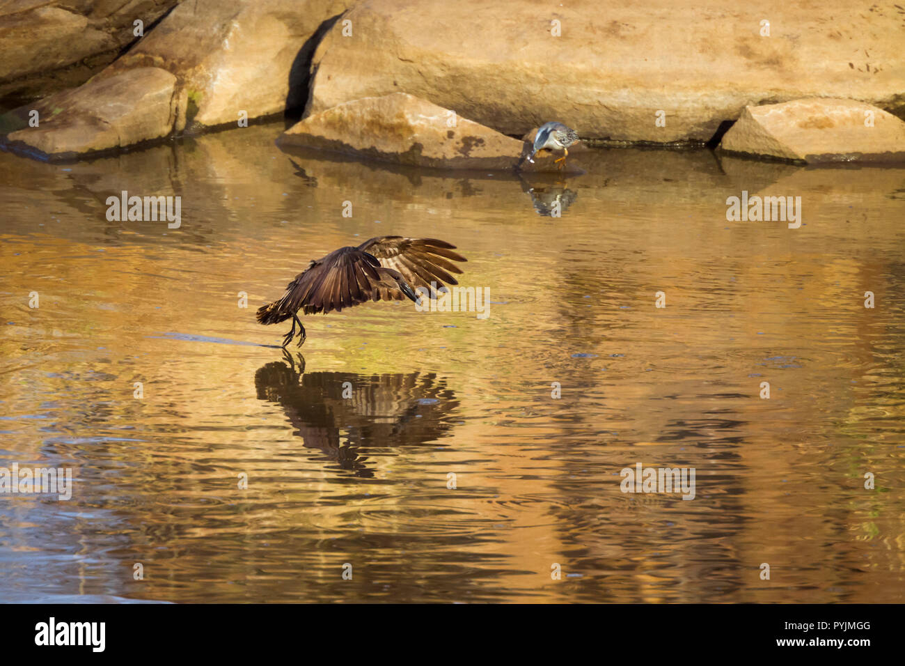 Hamerkop in flight hi-res stock photography and images - Alamy