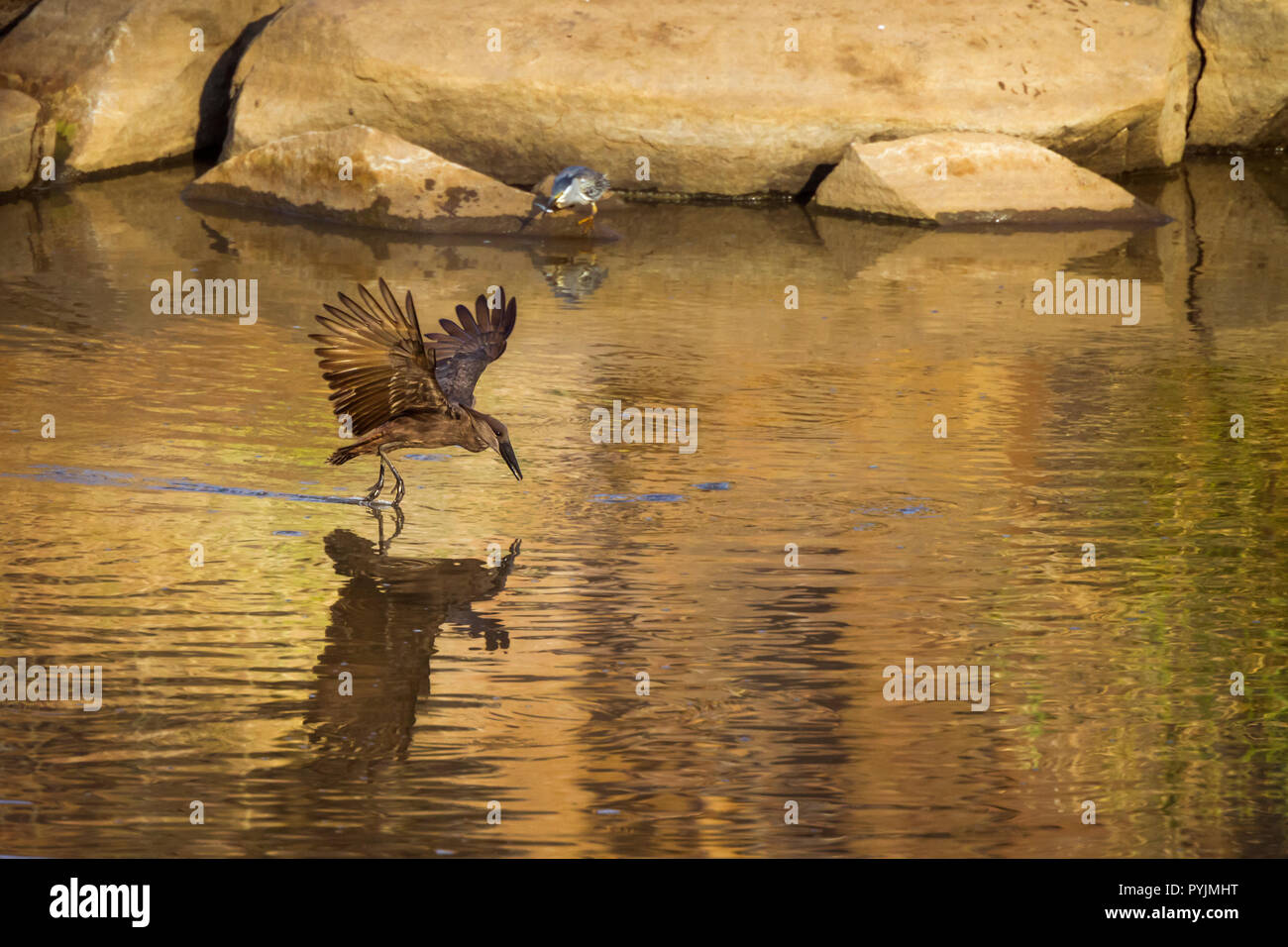 Hamerkop in Kruger National park, South Africa ; Specie Scopus umbretta ...
