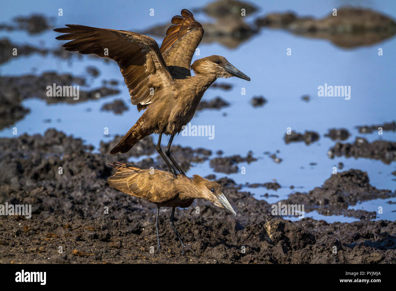 Hamerkop in Kruger National park, South Africa ; Specie Scopus umbretta ...