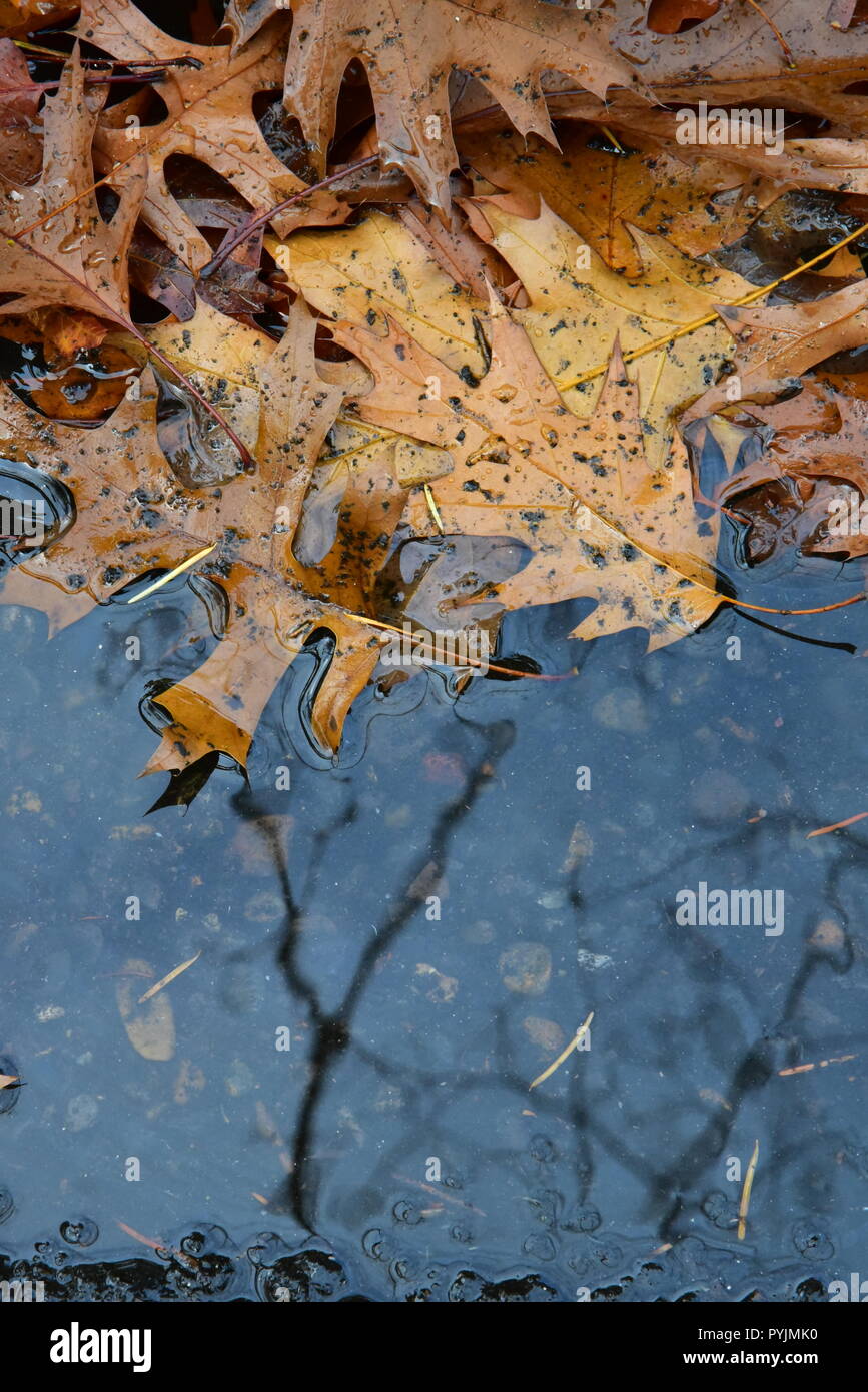 Fallen leaves on asphalt Stock Photo - Alamy