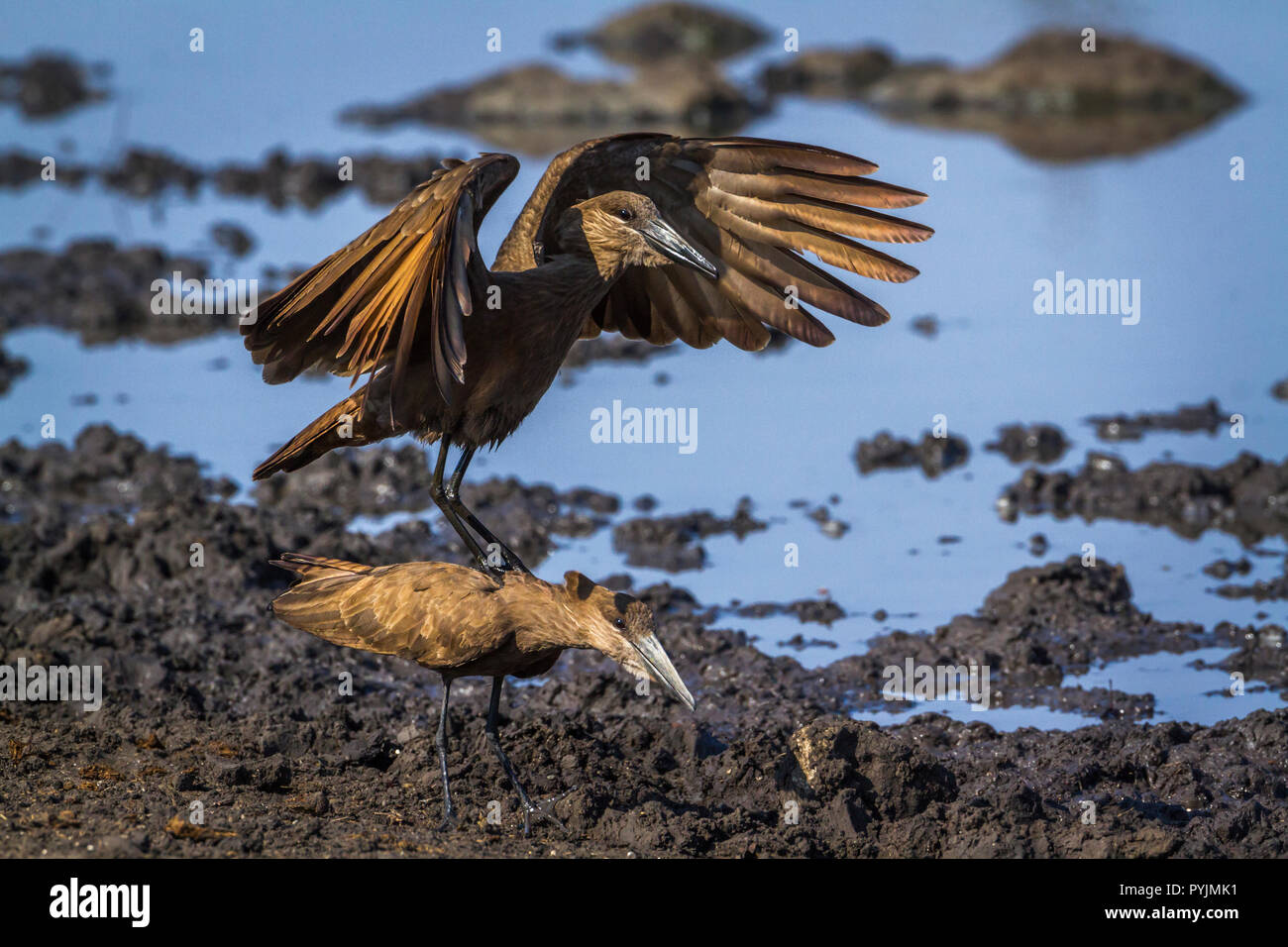 Hamerkop in Kruger National park, South Africa ; Specie Scopus umbretta ...