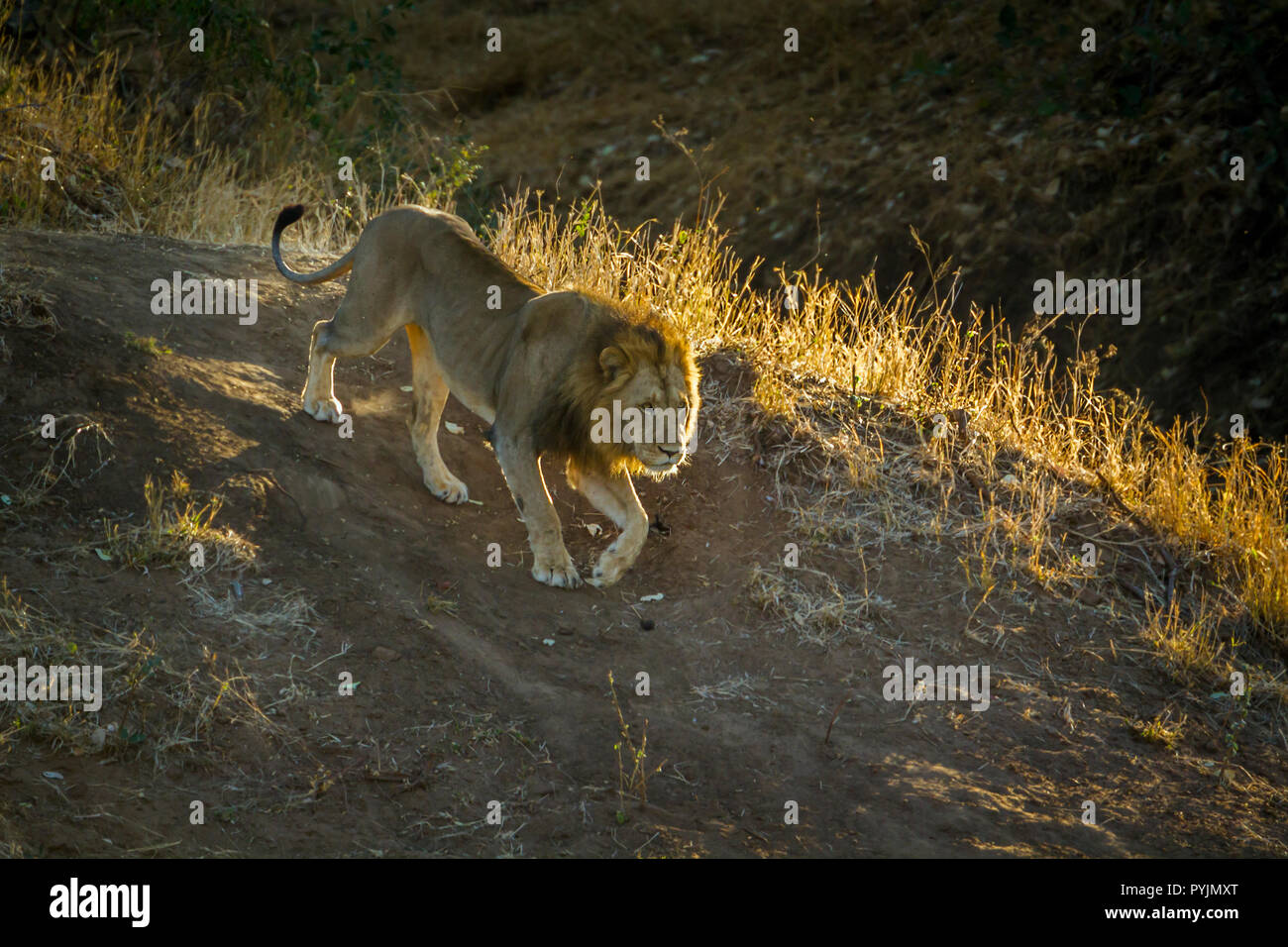 African lion in Kruger National park, South Africa ; Specie Panthera ...