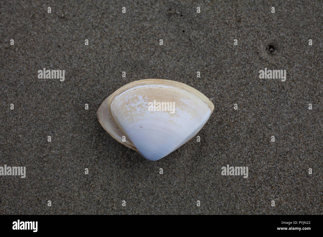 Clam shell variety hi-res stock photography and images - Alamy