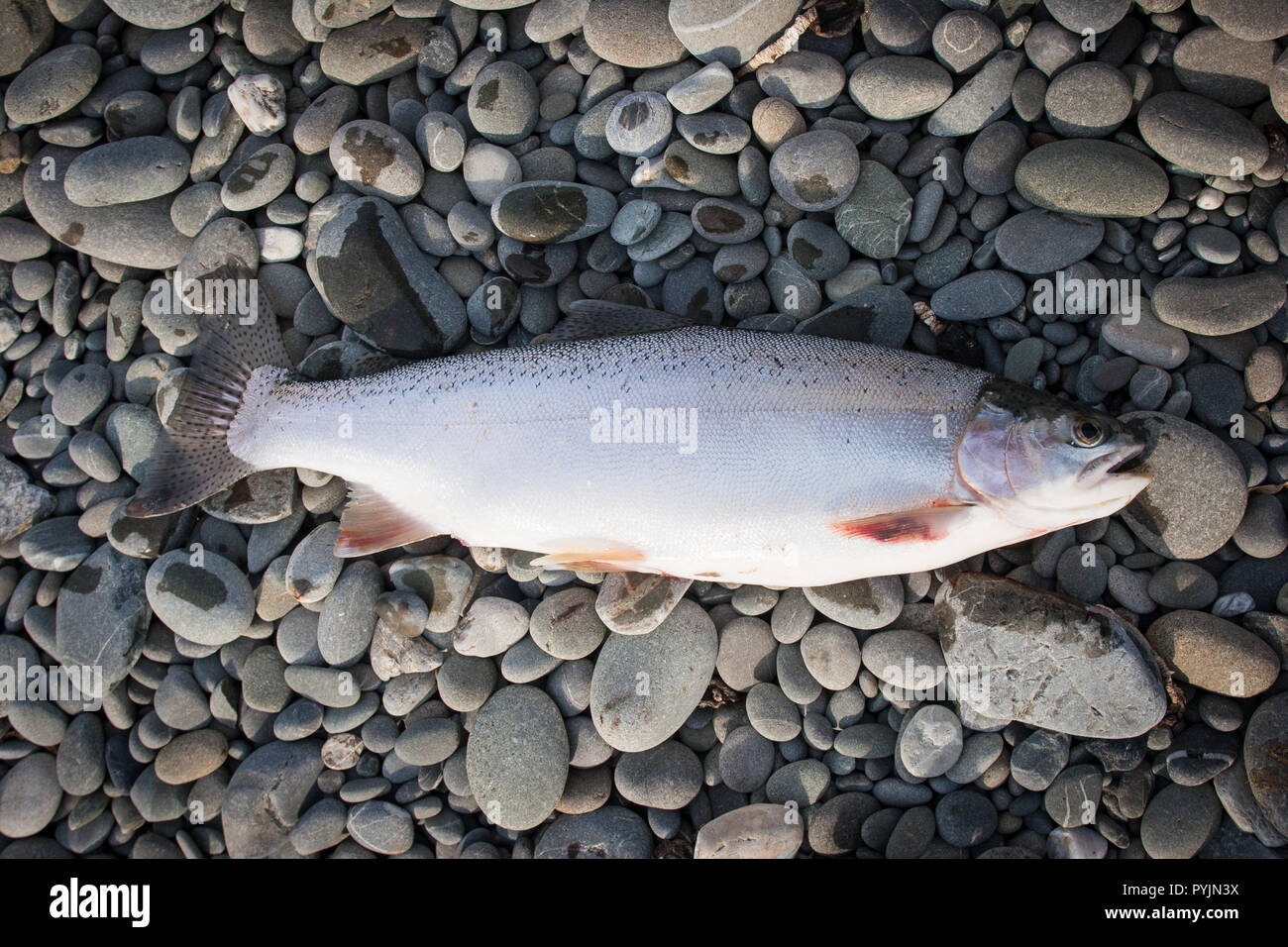 Rainbow Trout just landed from my local river - the Waimakariri River ...
