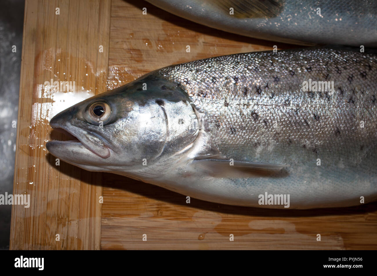 Sea Trout Salmo Trutta Trutta High Resolution Stock Photography and ...