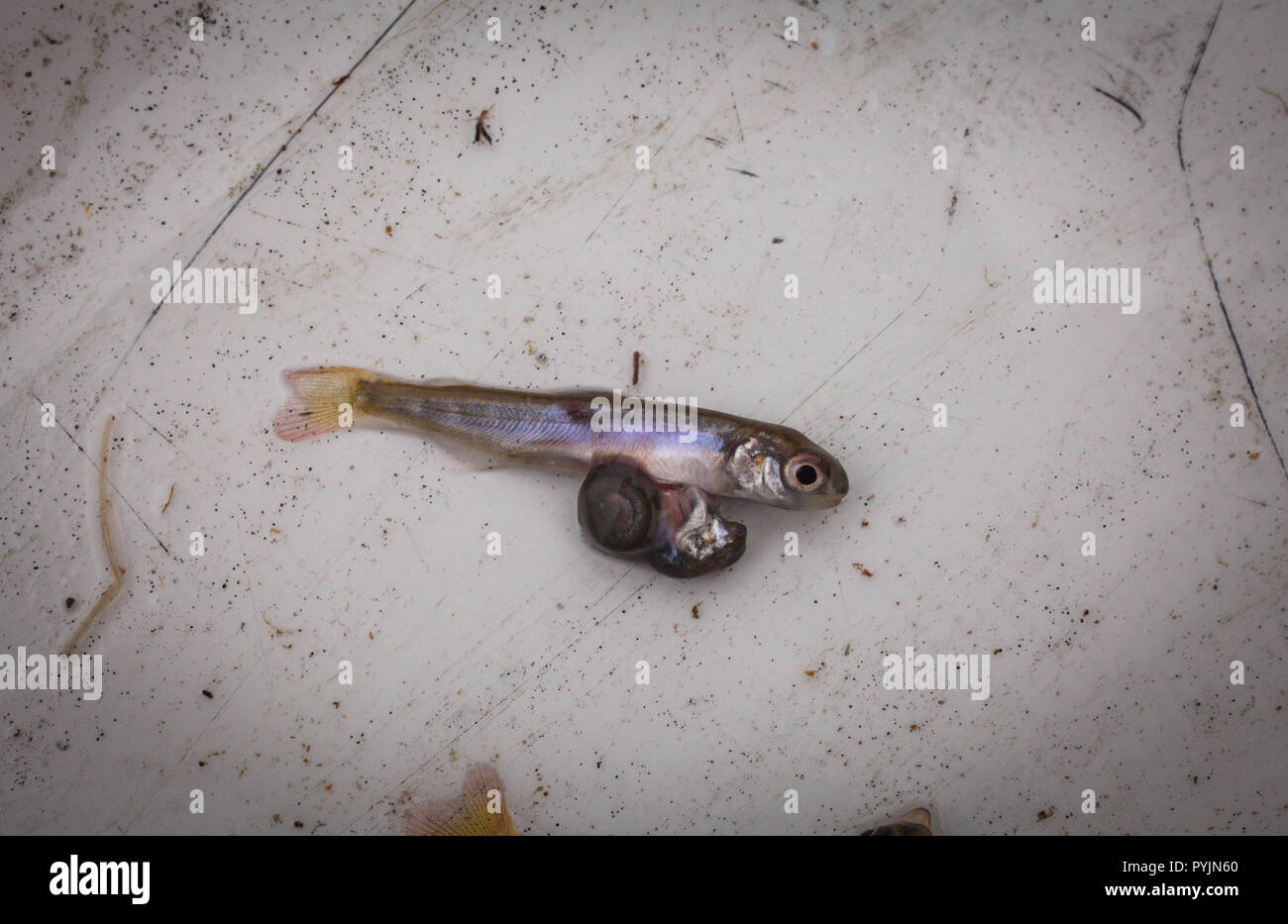 Deformities in fish hi-res stock photography and images - Alamy