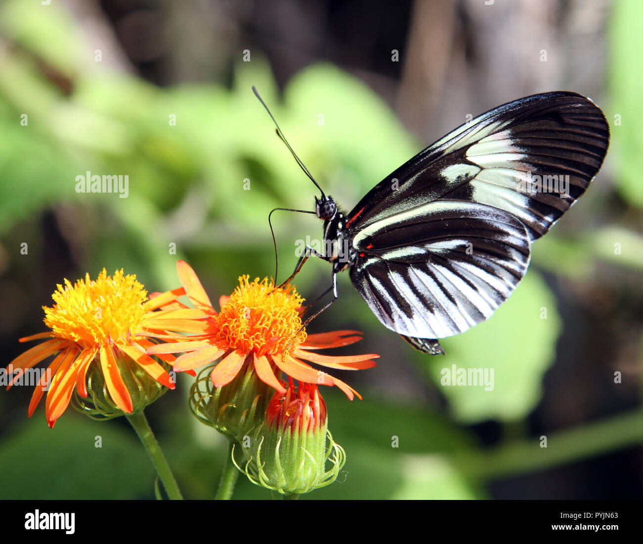 Butterfly Proboscis