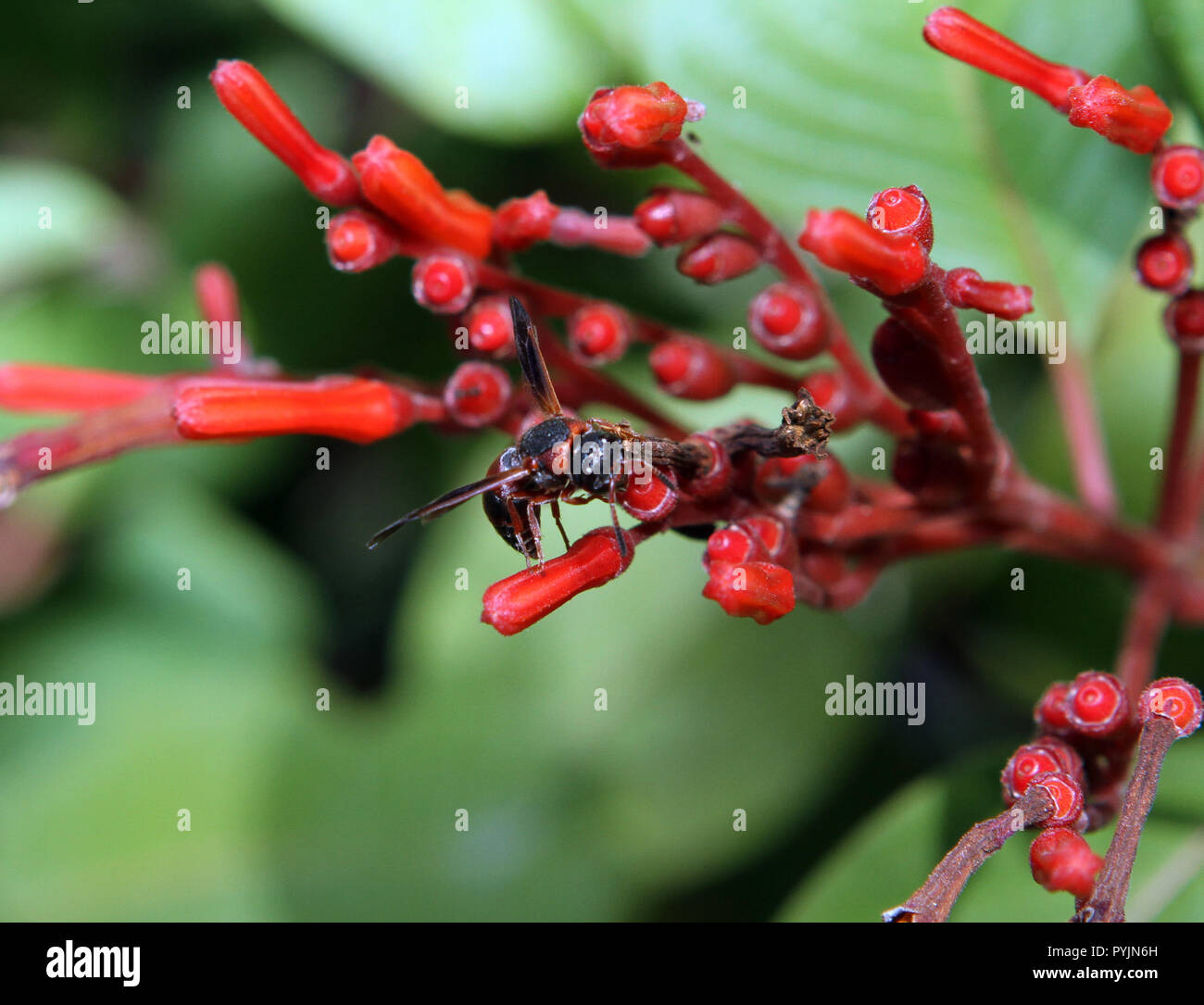 Wasp on the leaf hi-res stock photography and images - Alamy