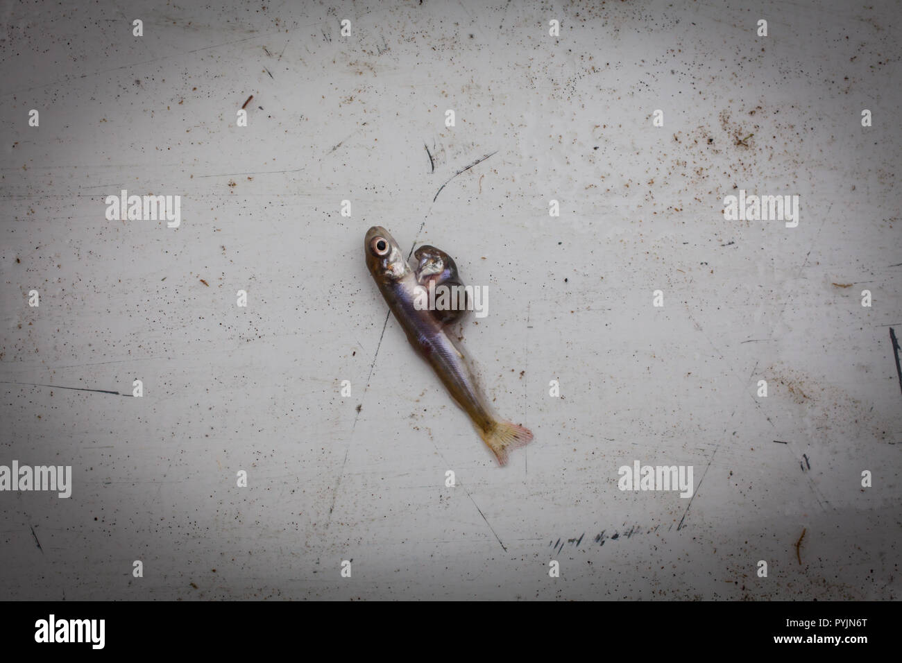 Deformities in fish hi-res stock photography and images - Alamy