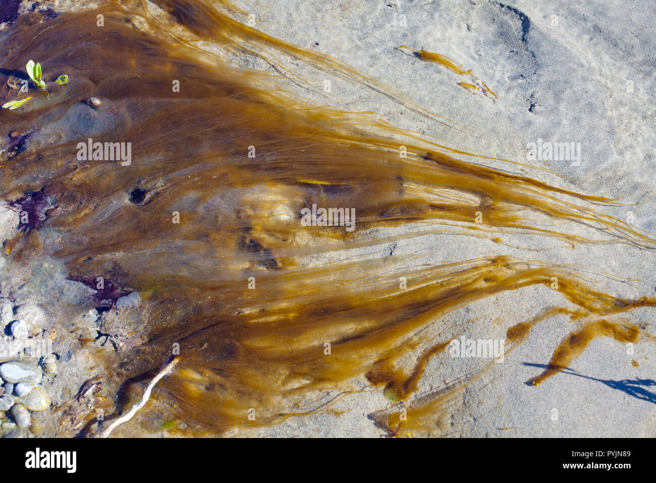 Algae growing in the Waimakariri riverbed: agricultural pollution ...