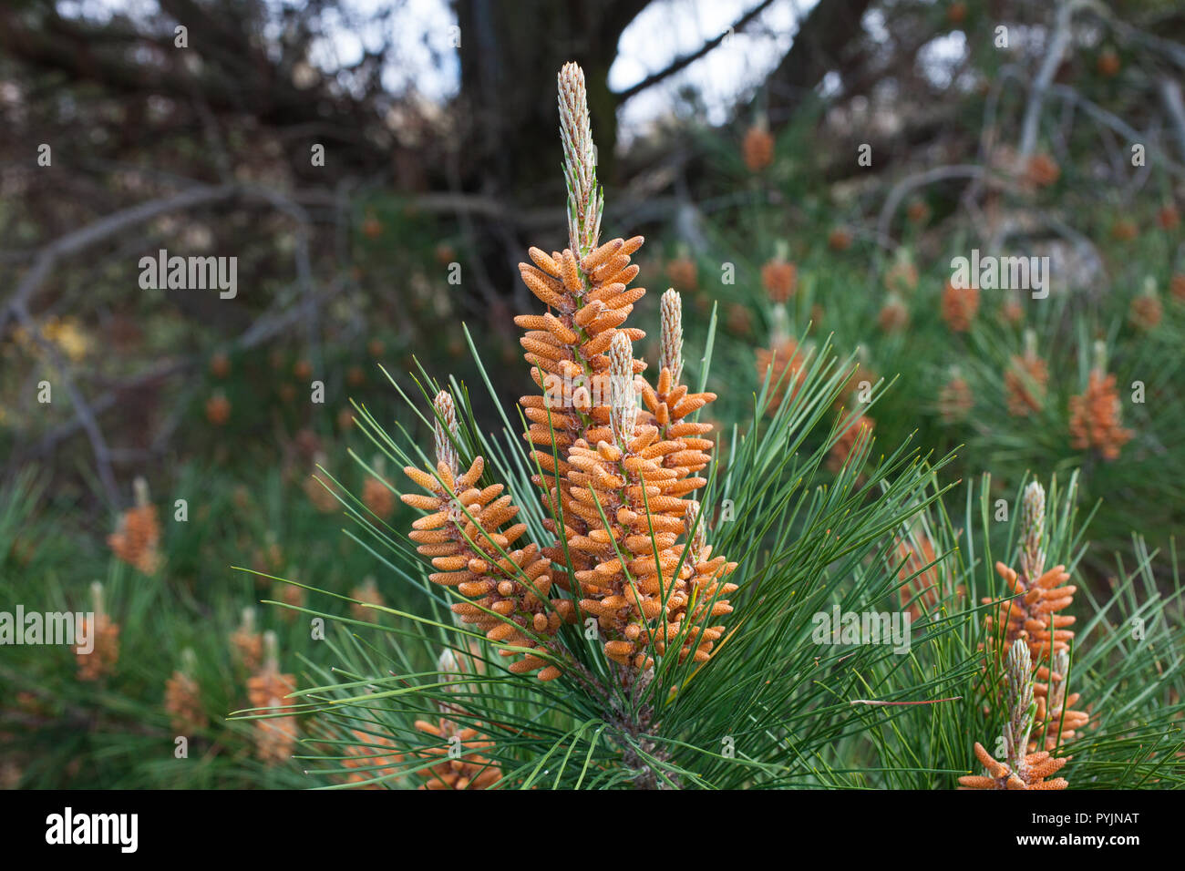 Pinus radiata new zealand hi-res stock photography and images - Alamy