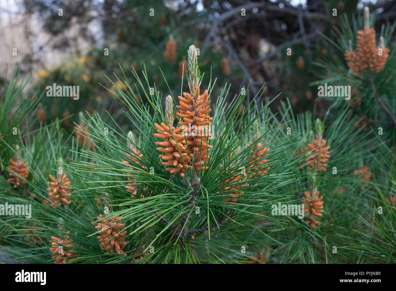 Pinus radiata flowers hi-res stock photography and images - Alamy