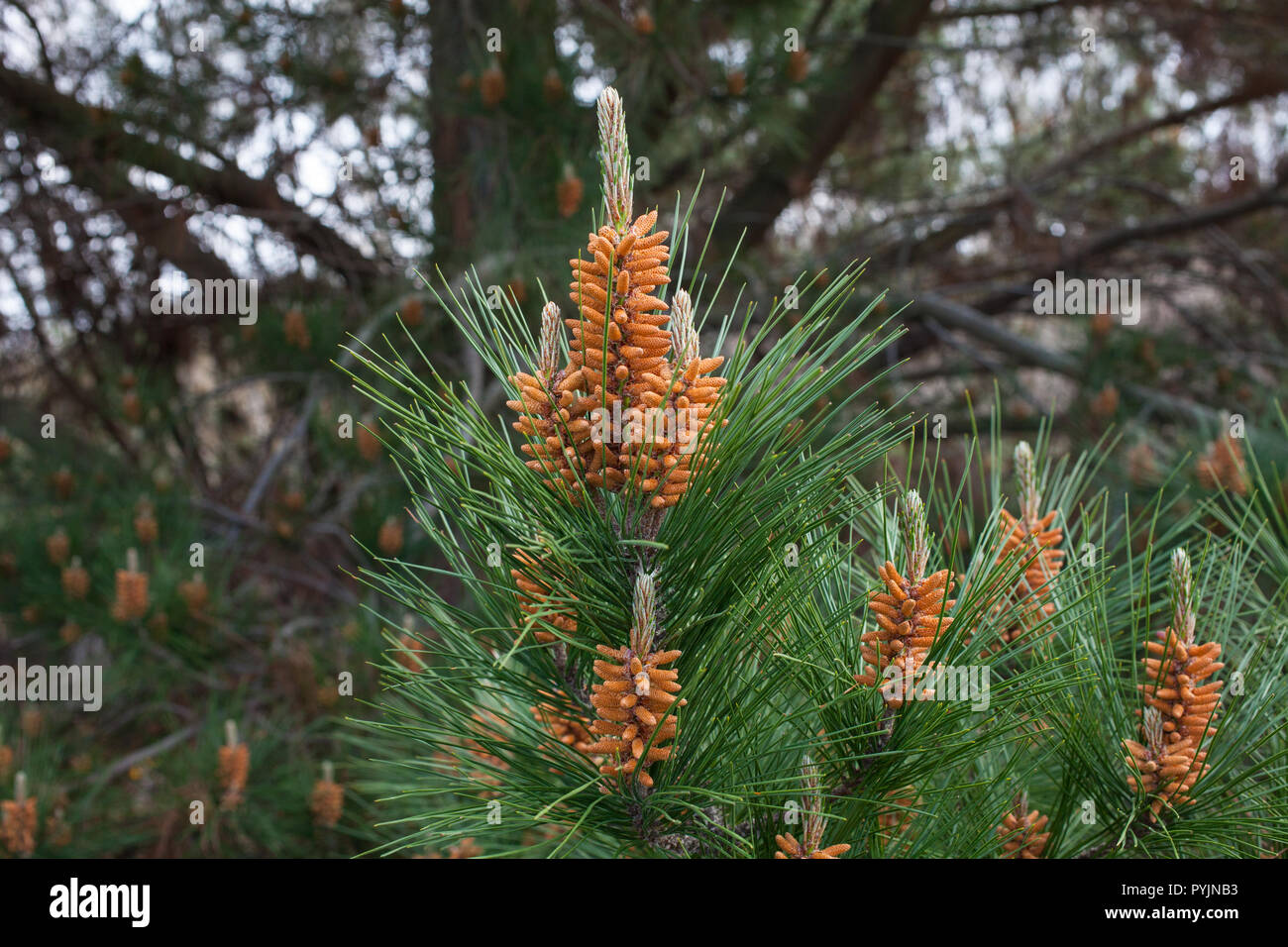 Radiata Pine in bloom Stock Photo - Alamy