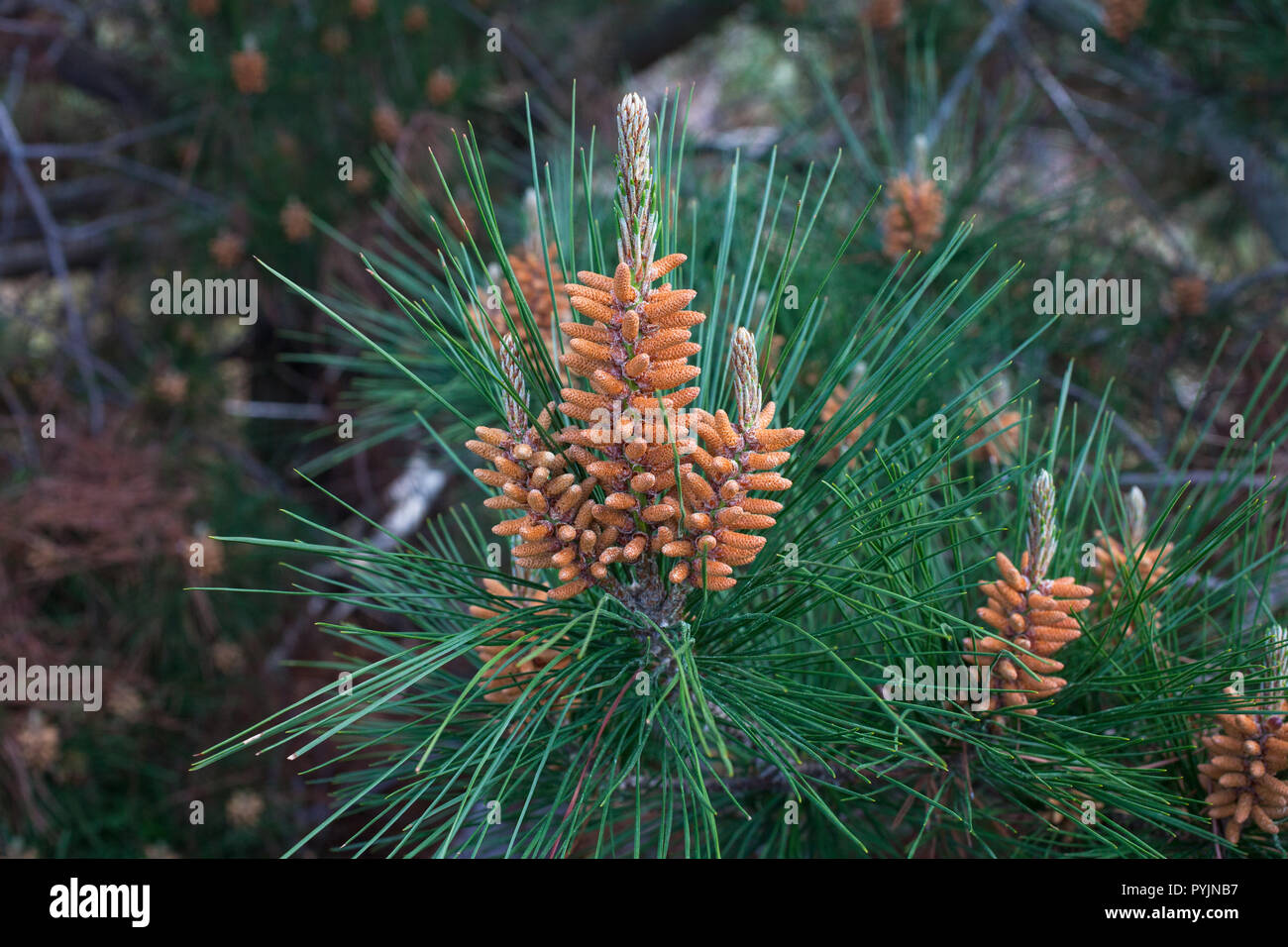 Monterey Pine Plantation Pinus Radiata High Resolution Stock ...