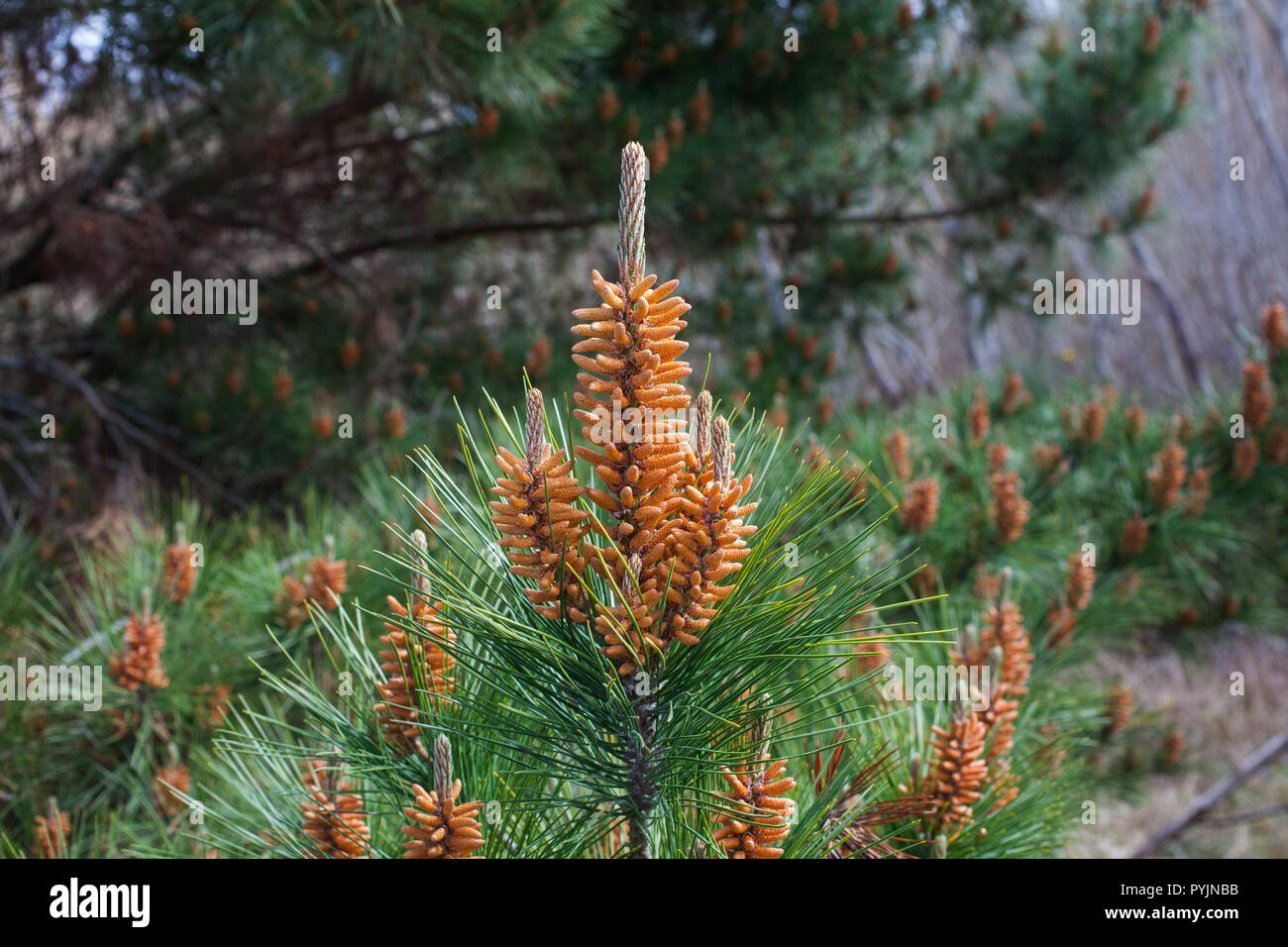 Radiata Pine in bloom Stock Photo - Alamy