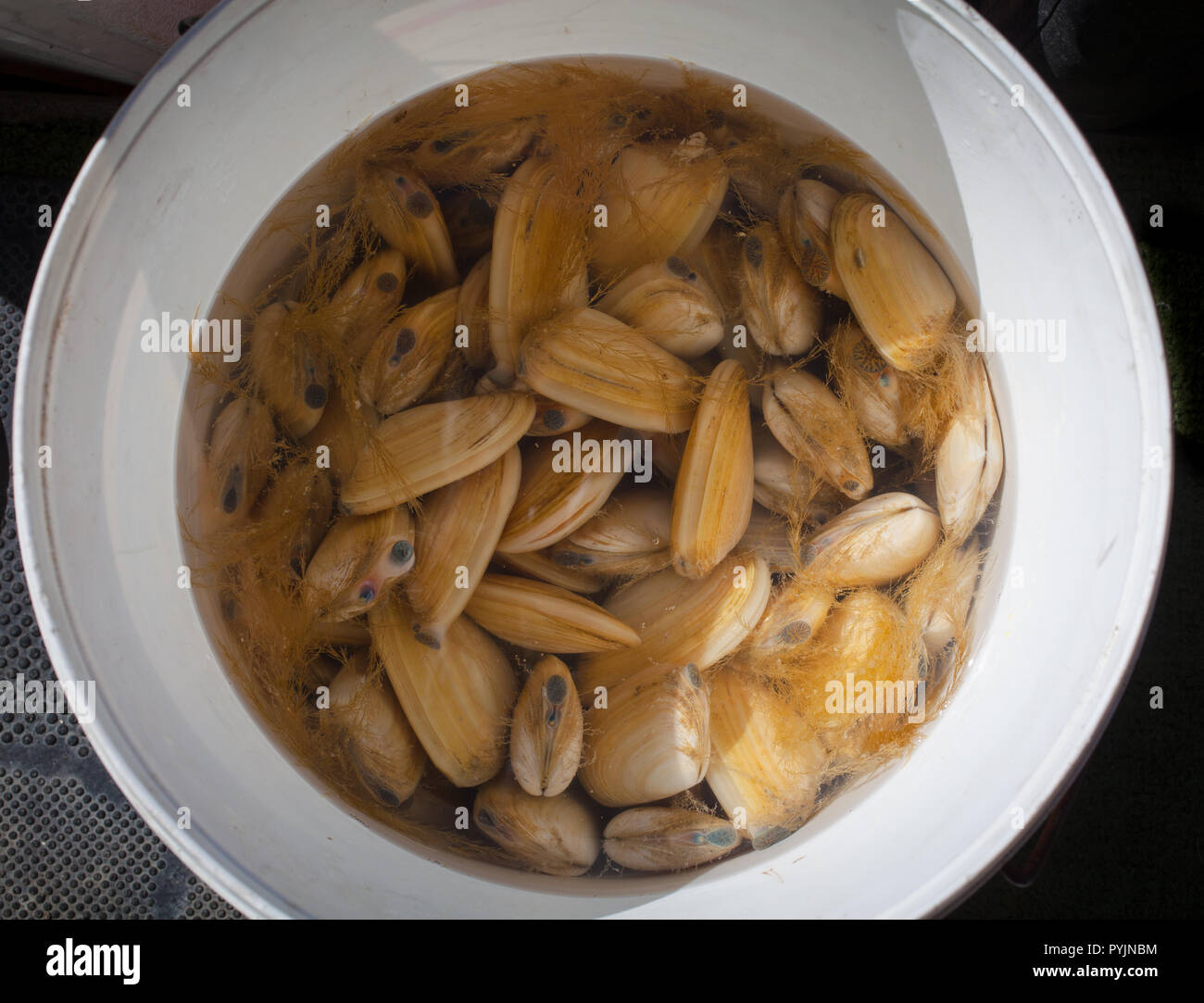 Family clam digging hi-res stock photography and images - Alamy