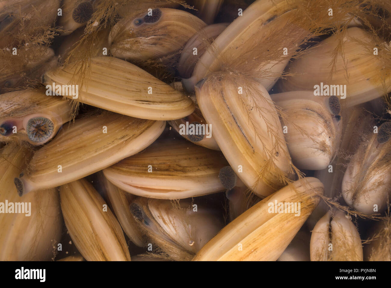 Tuatua fritters hi-res stock photography and images - Alamy