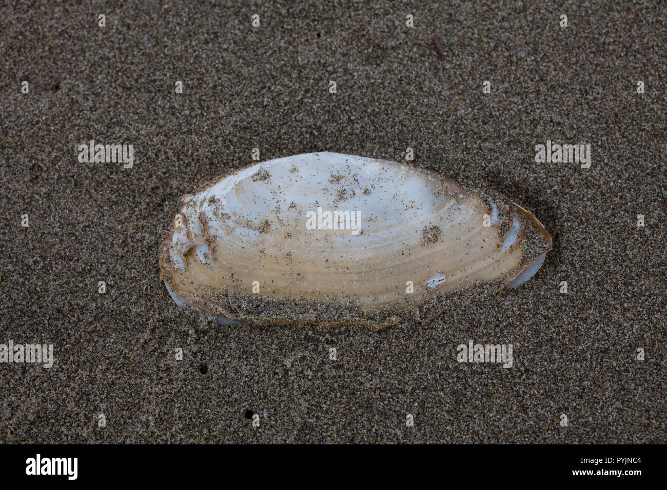 Surf clams hi-res stock photography and images - Alamy