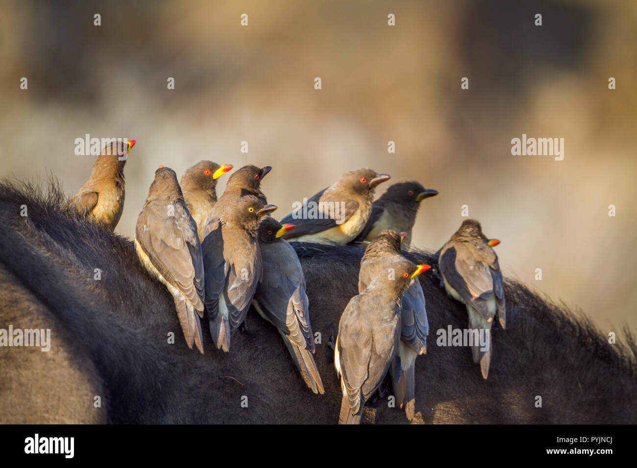 Buphagidae africanus hi-res stock photography and images - Alamy