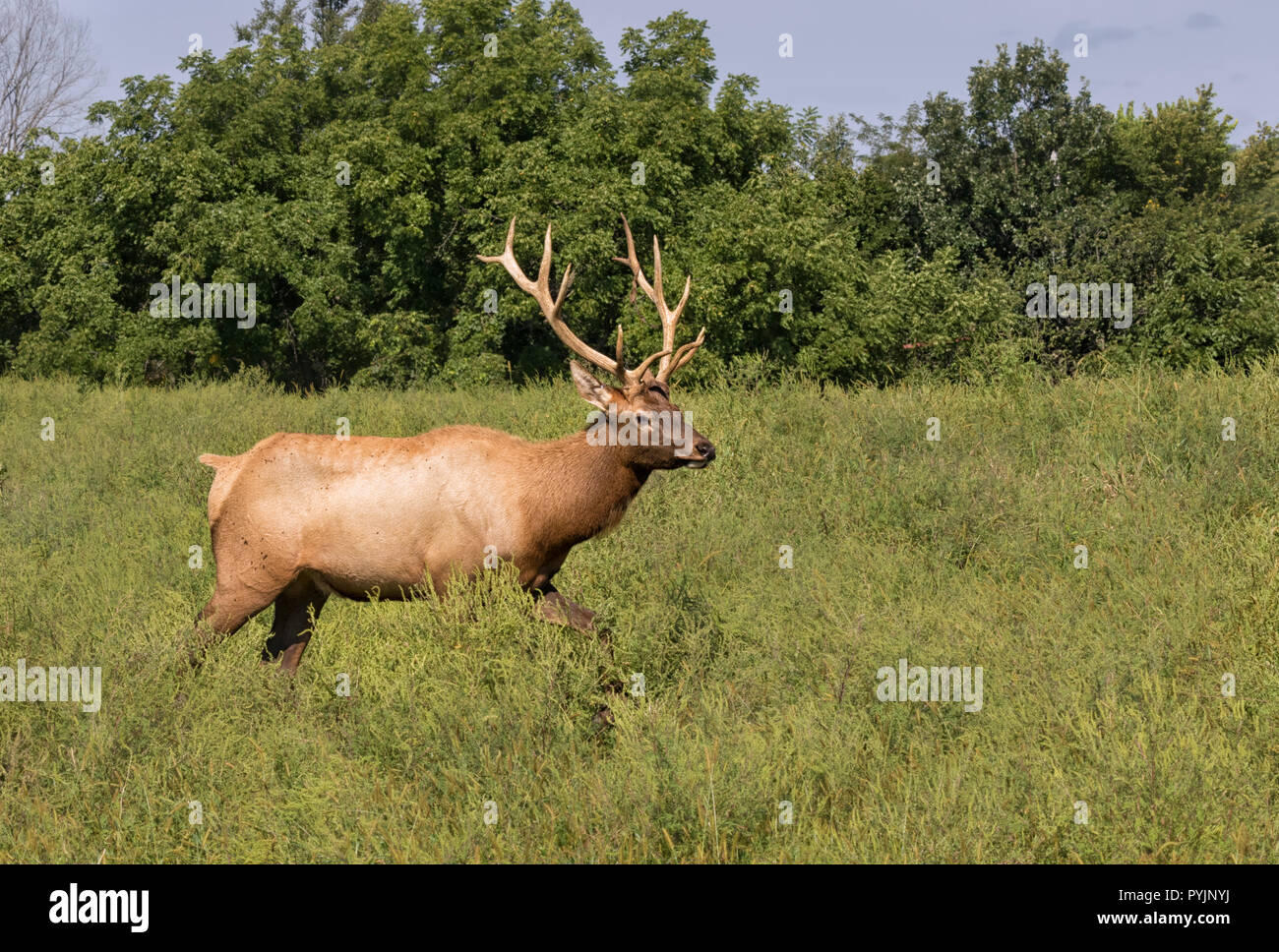 Large bull elk (Cervus canadensis) running at prairie Stock Photo - Alamy