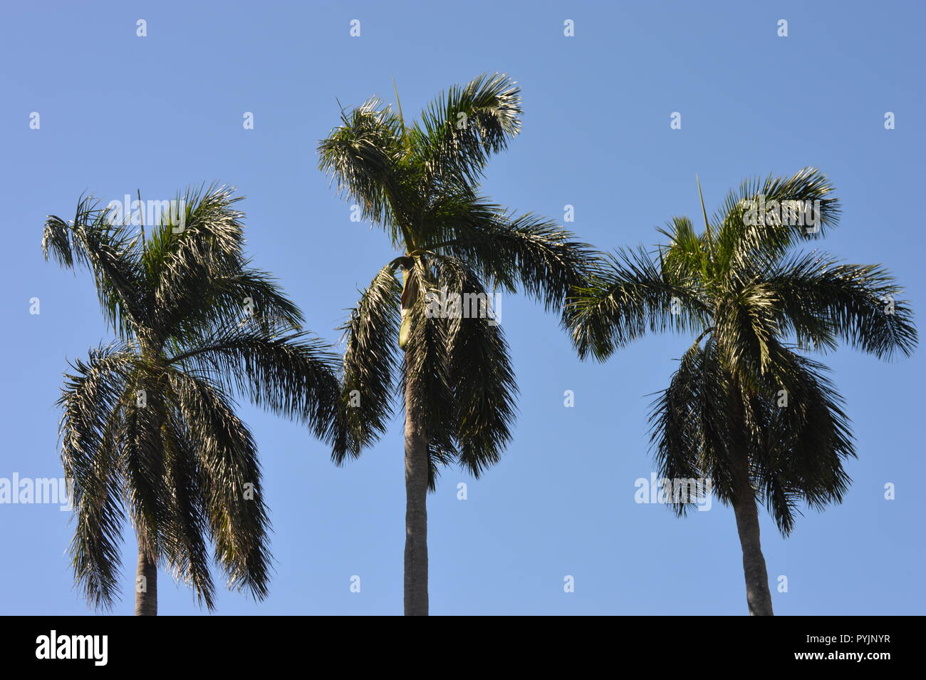 three palm trees Stock Photo - Alamy