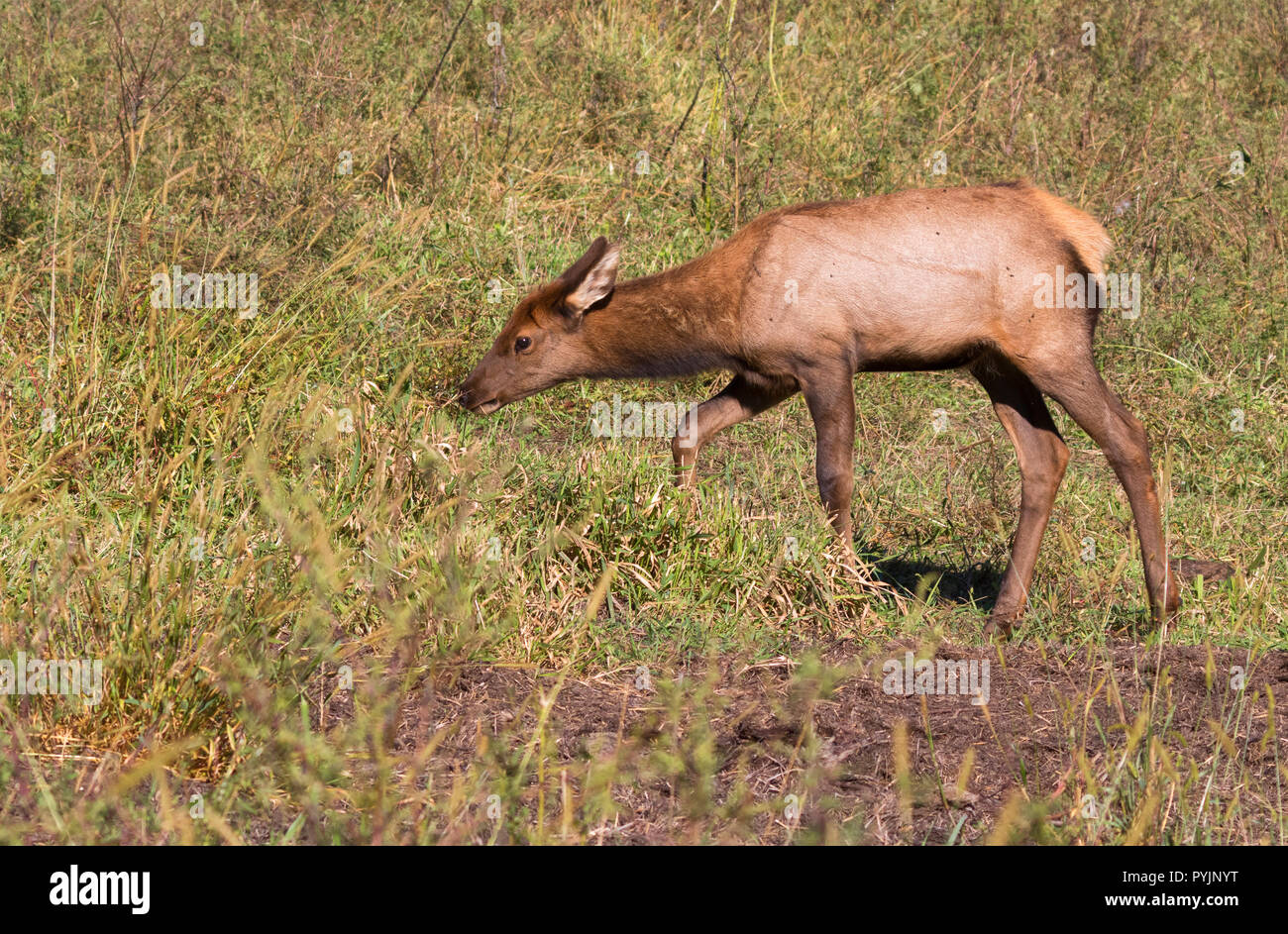 Elk calf (Cervus canadensis) running at prairie Stock Photo - Alamy