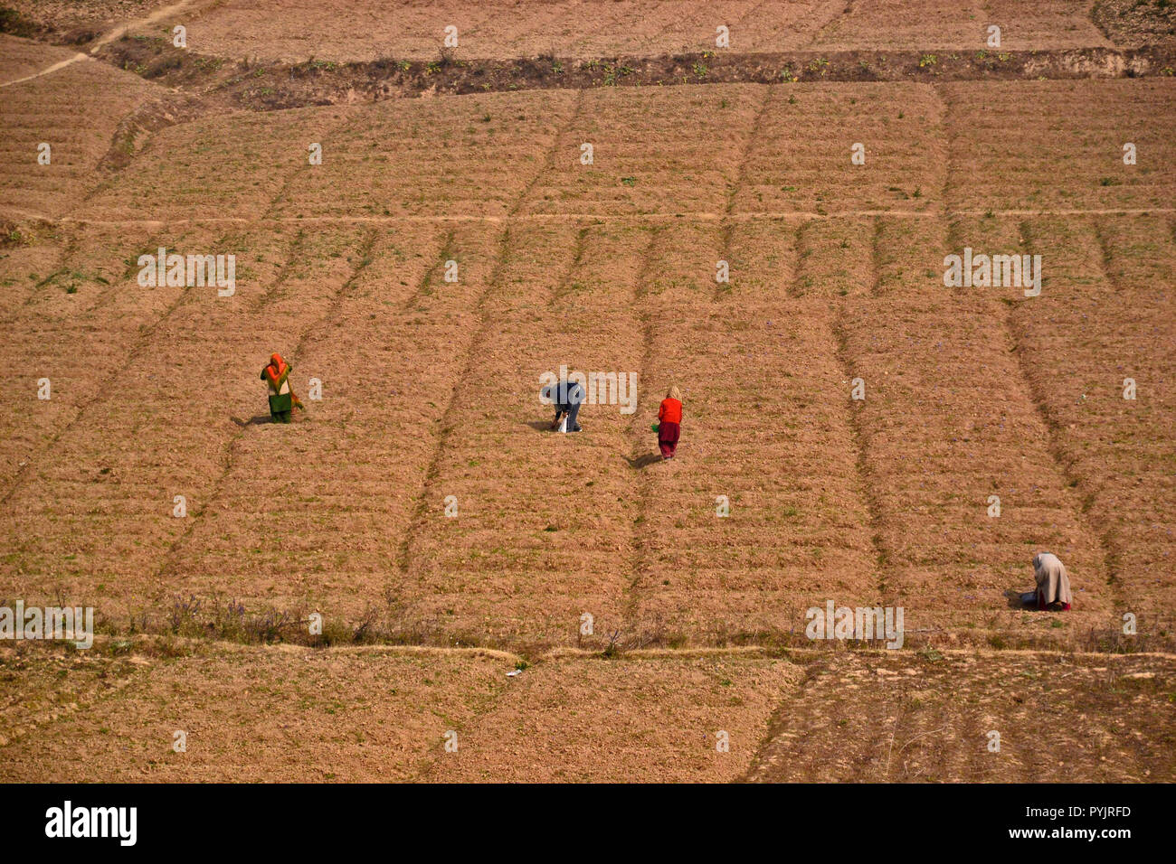 Saffron fields hi-res stock photography and images - Alamy