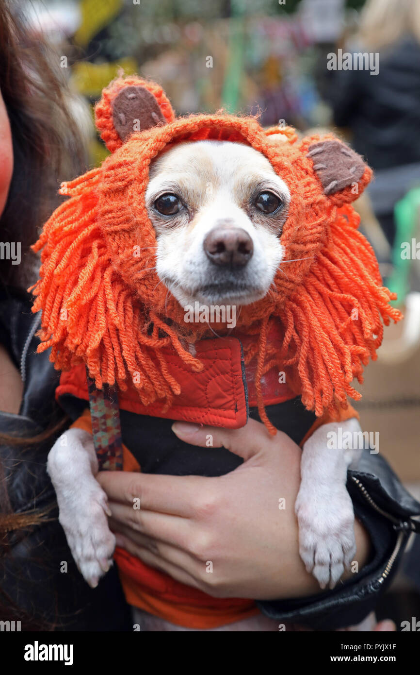 What Type Of Dog Is A Jackawawa