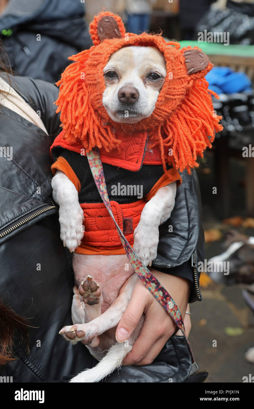 What Type Of Dog Is A Jackawawa