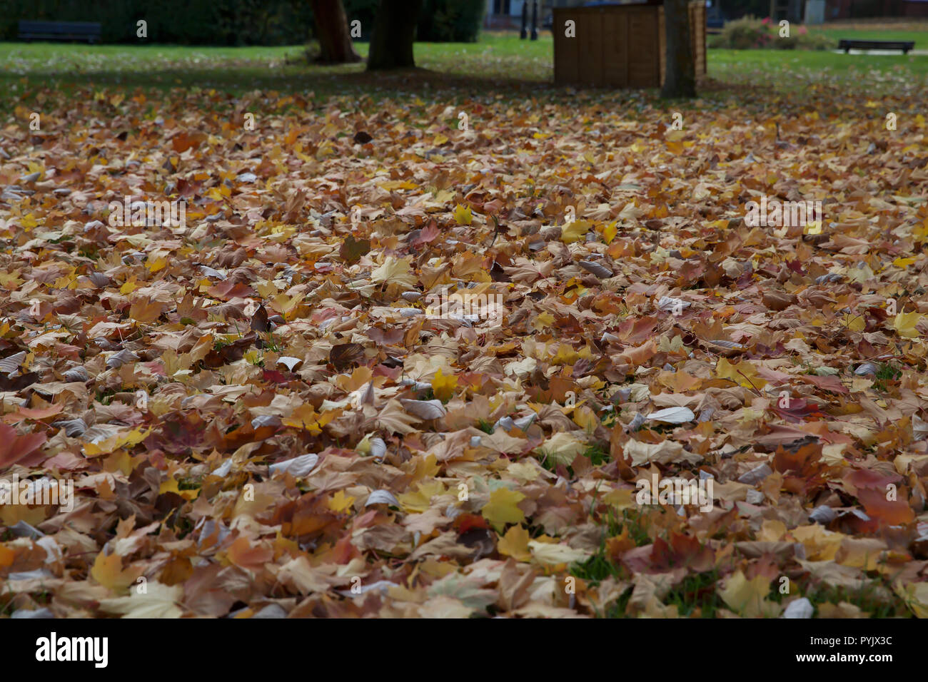 Llandrindod Wells, UK. 28th October 2018. Golden leaves fall from the ...