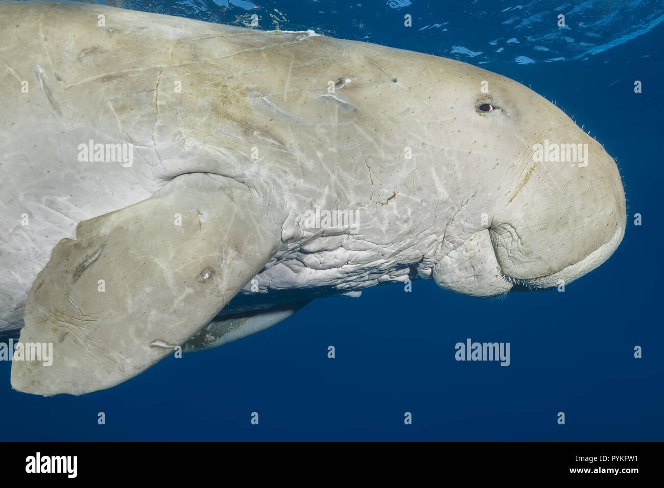 Dugong dugon hi-res stock photography and images - Alamy
