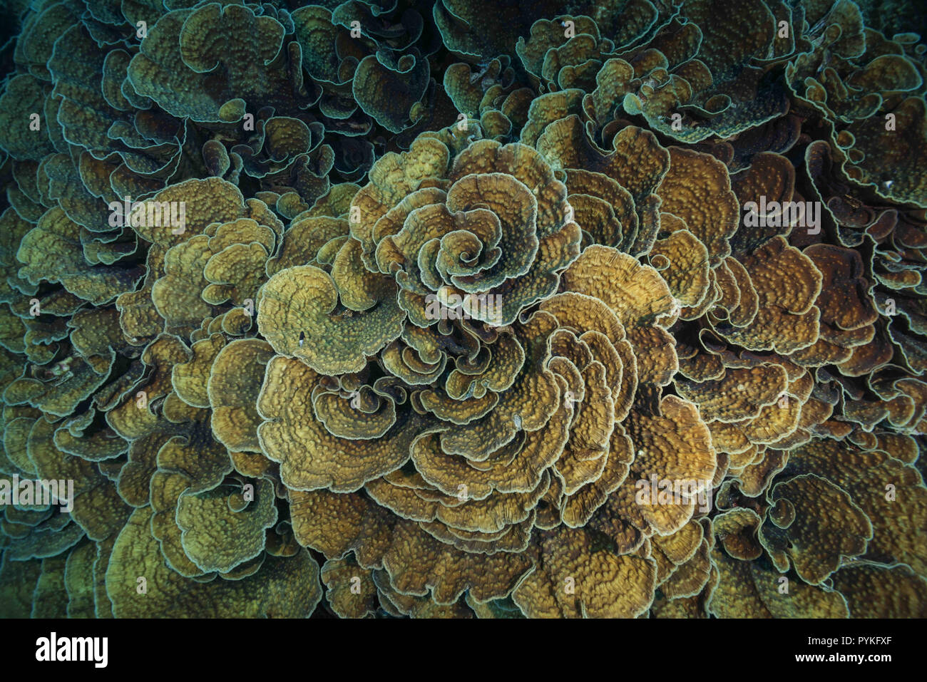 Mycedium umbra red sea hi-res stock photography and images - Alamy