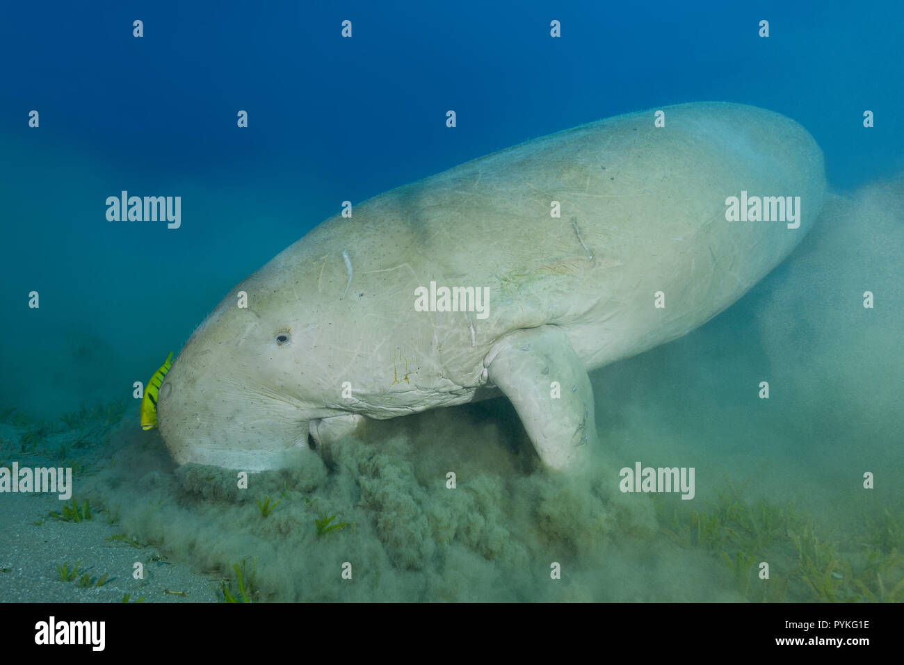 Red Sea, Marsa Alam, Egypt, Africa. 10th Aug, 2018. Dugong or Sea Cow ...