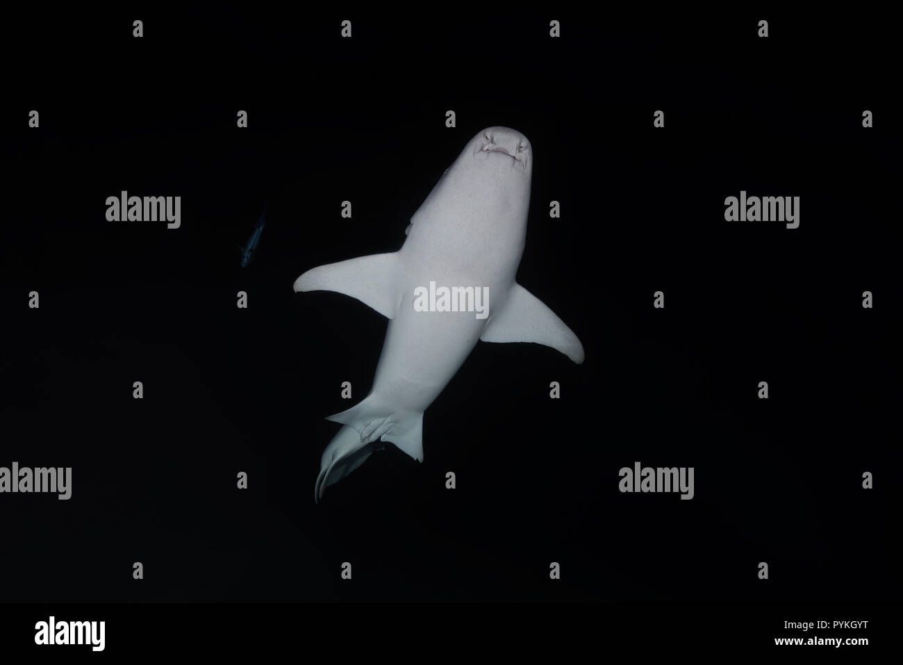 Nebrius concolor, nebrius ferrugineus hi-res stock photography and ...