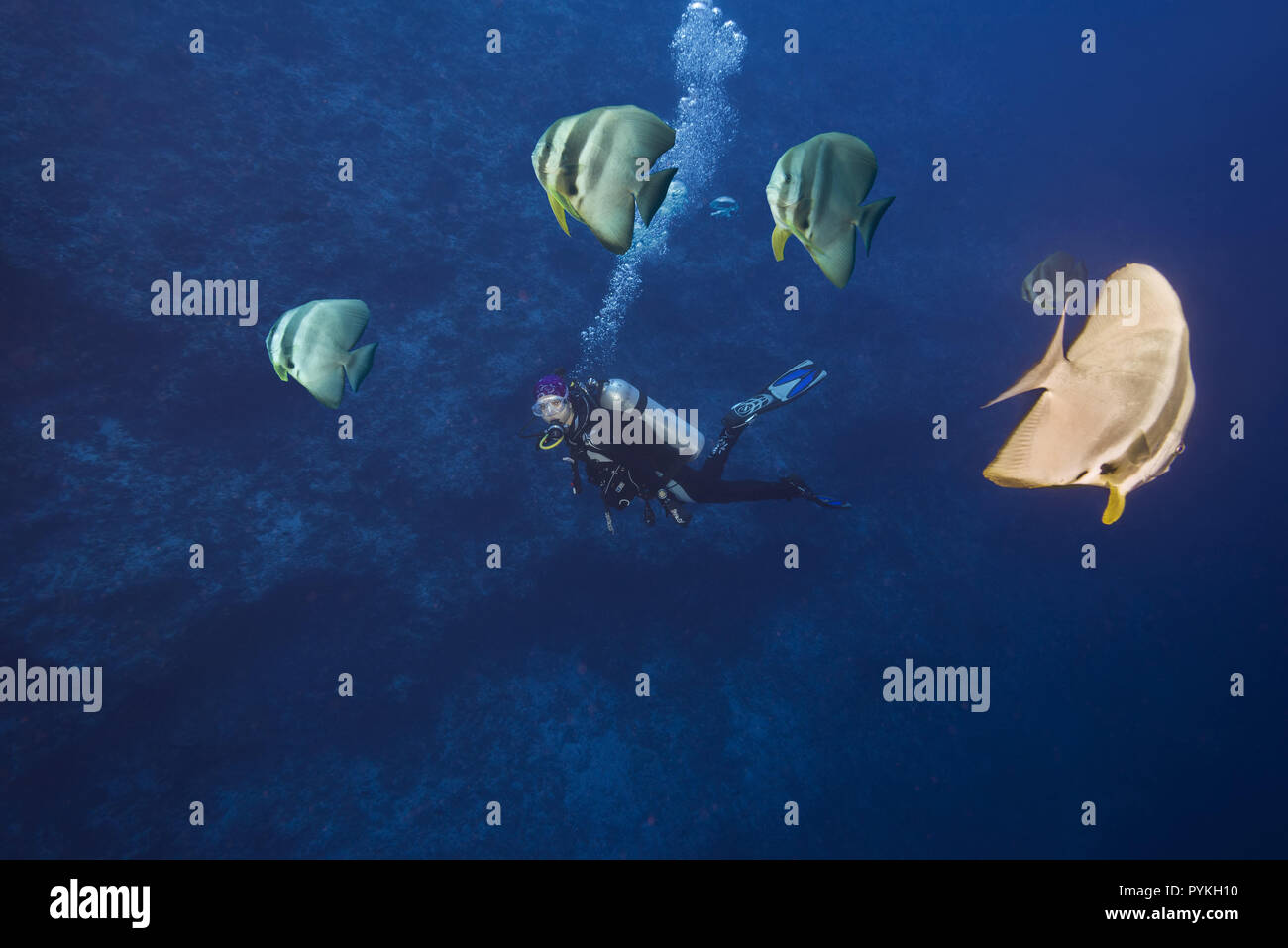 Circular spadefish platax orbicularis hi-res stock photography and ...