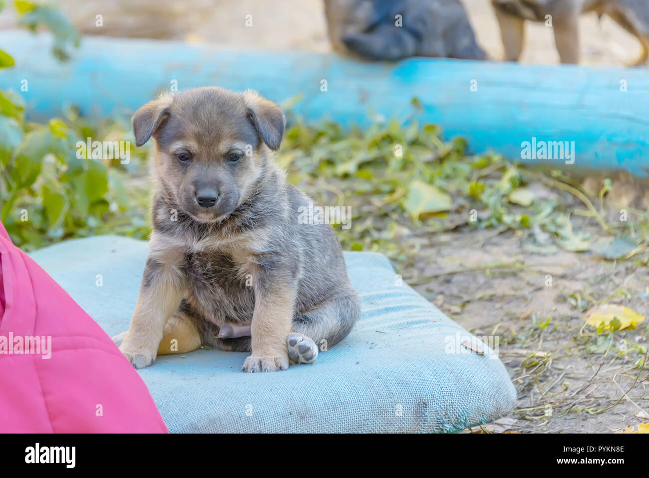 mongrel puppies play with each other in an animal shelter Stock Photo ...