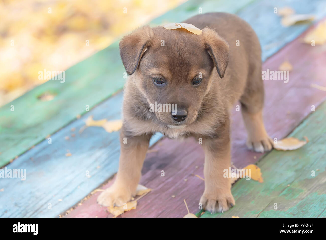 homeless mongrel puppy in fall foliage. in animal shelter Stock Photo ...
